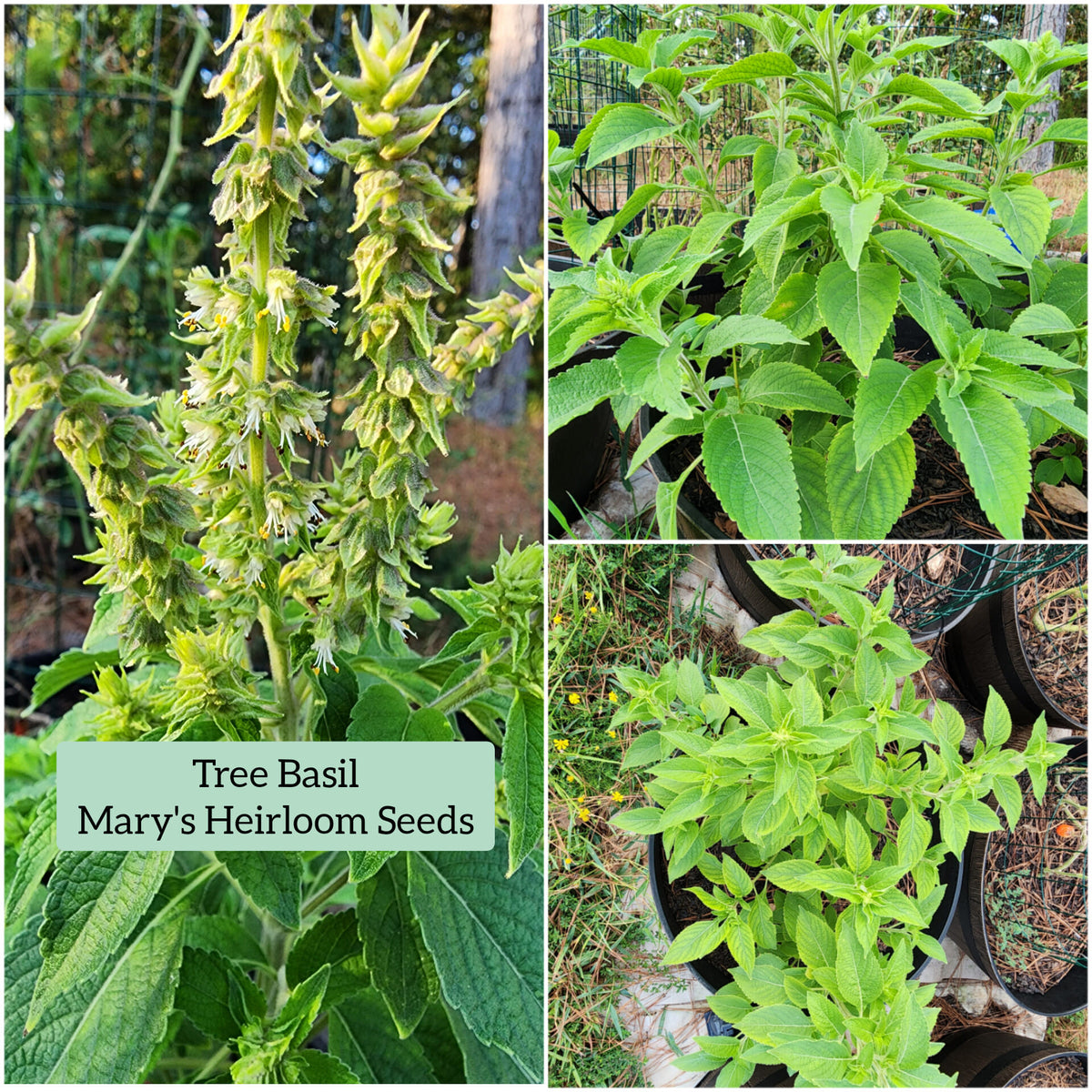 Tree Basil – Mary's Heirloom Seeds