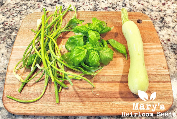 Trieste White Zucchini – Mary's Heirloom Seeds