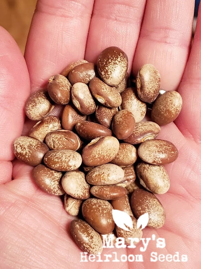 Turkey Craw Bean – Mary's Heirloom Seeds