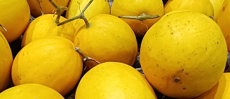 Vine Peach Melon – Mary's Heirloom Seeds