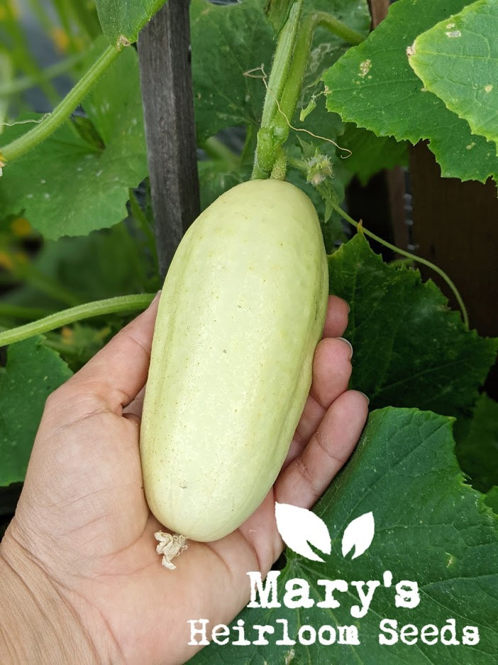 Color-Themed Seed Combo: WHITE – Mary's Heirloom Seeds
