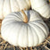 Flat White Boer Pumpkin – Mary's Heirloom Seeds