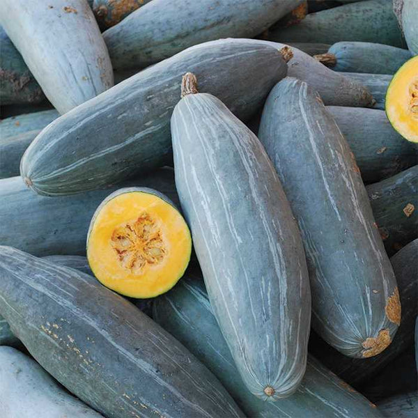 Guatemalan Blue Squash – Mary's Heirloom Seeds