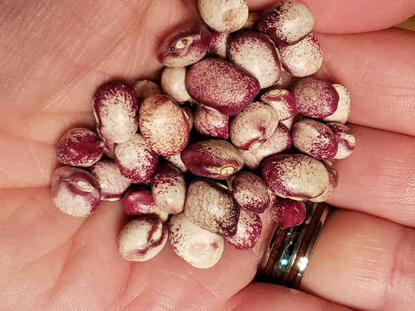 Mayflower Bean – Mary's Heirloom Seeds