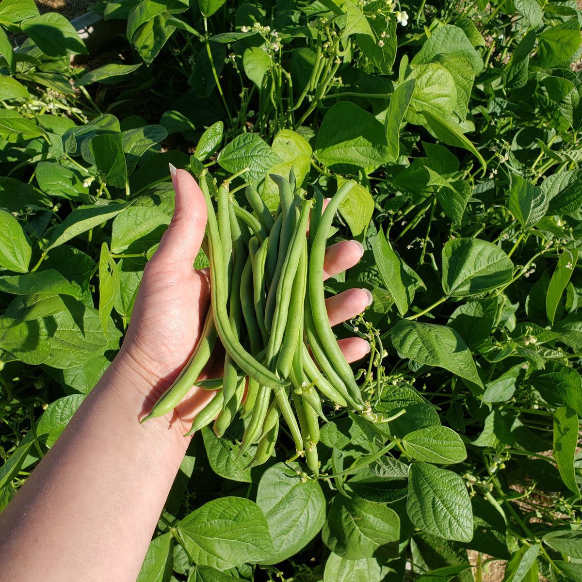 Jade Bush Beans – Mary's Heirloom Seeds