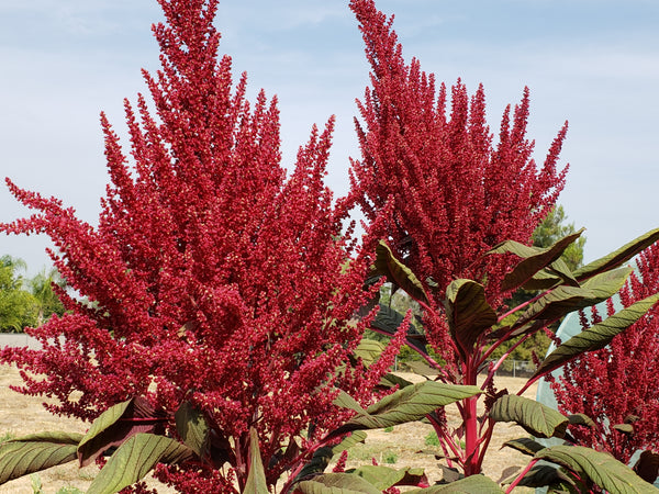 Red Garnet Amaranth – Mary's Heirloom Seeds