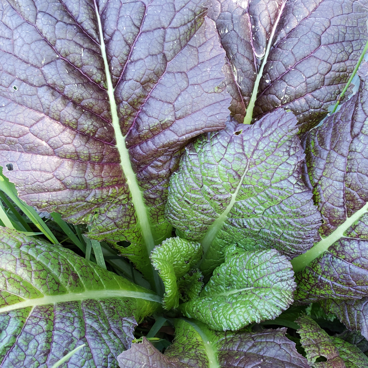 Osaka Purple Mustard – Mary's Heirloom Seeds