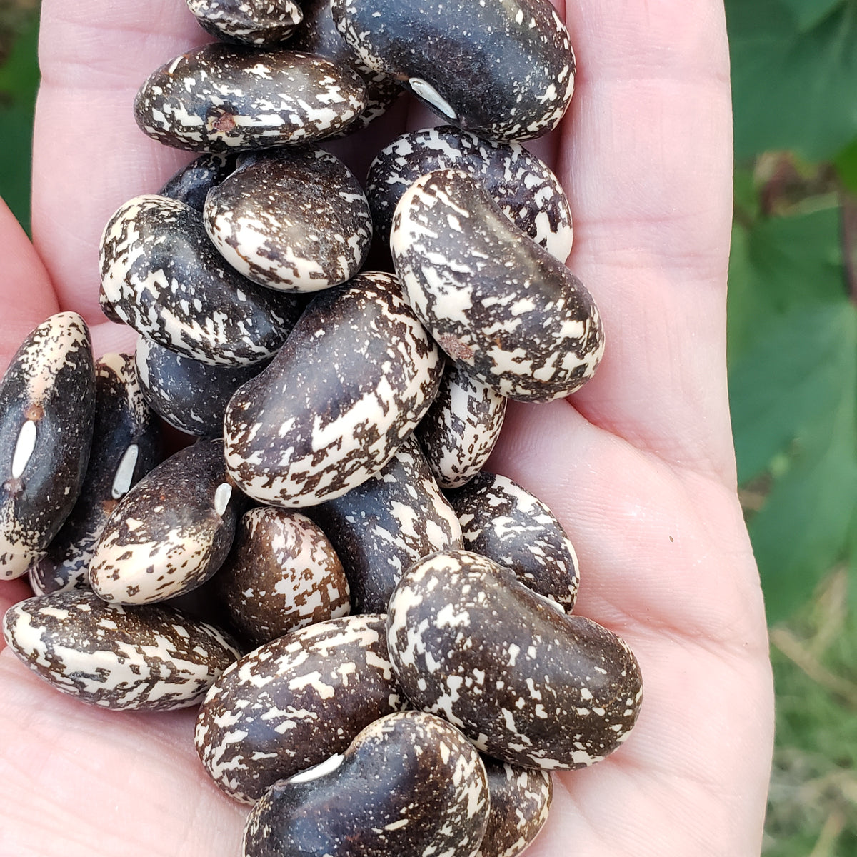 Painted Lady Runner Bean – Mary's Heirloom Seeds