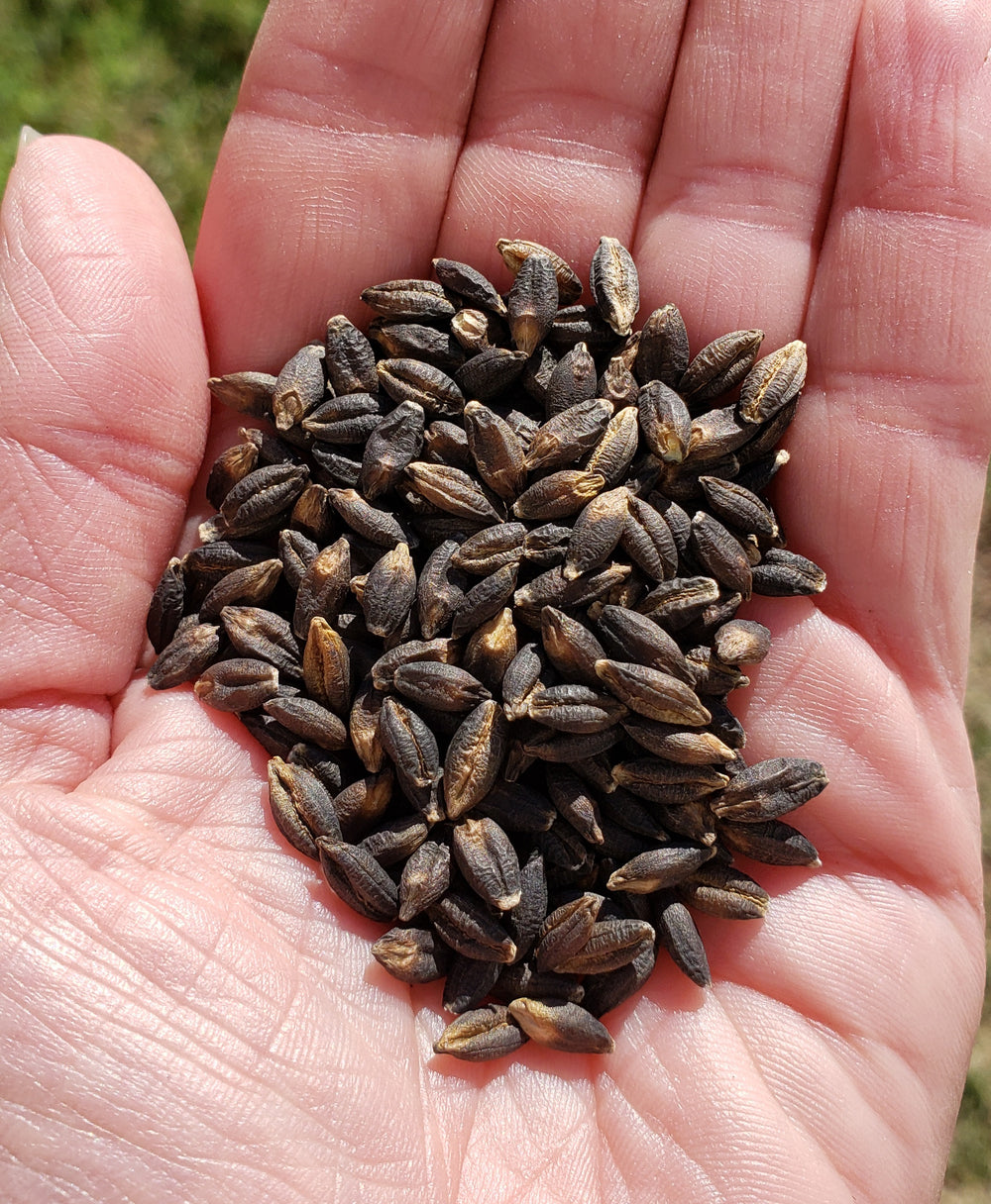 Heirloom Grains – Mary's Heirloom Seeds