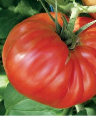 Watermelon Beefsteak Tomato – Mary's Heirloom Seeds