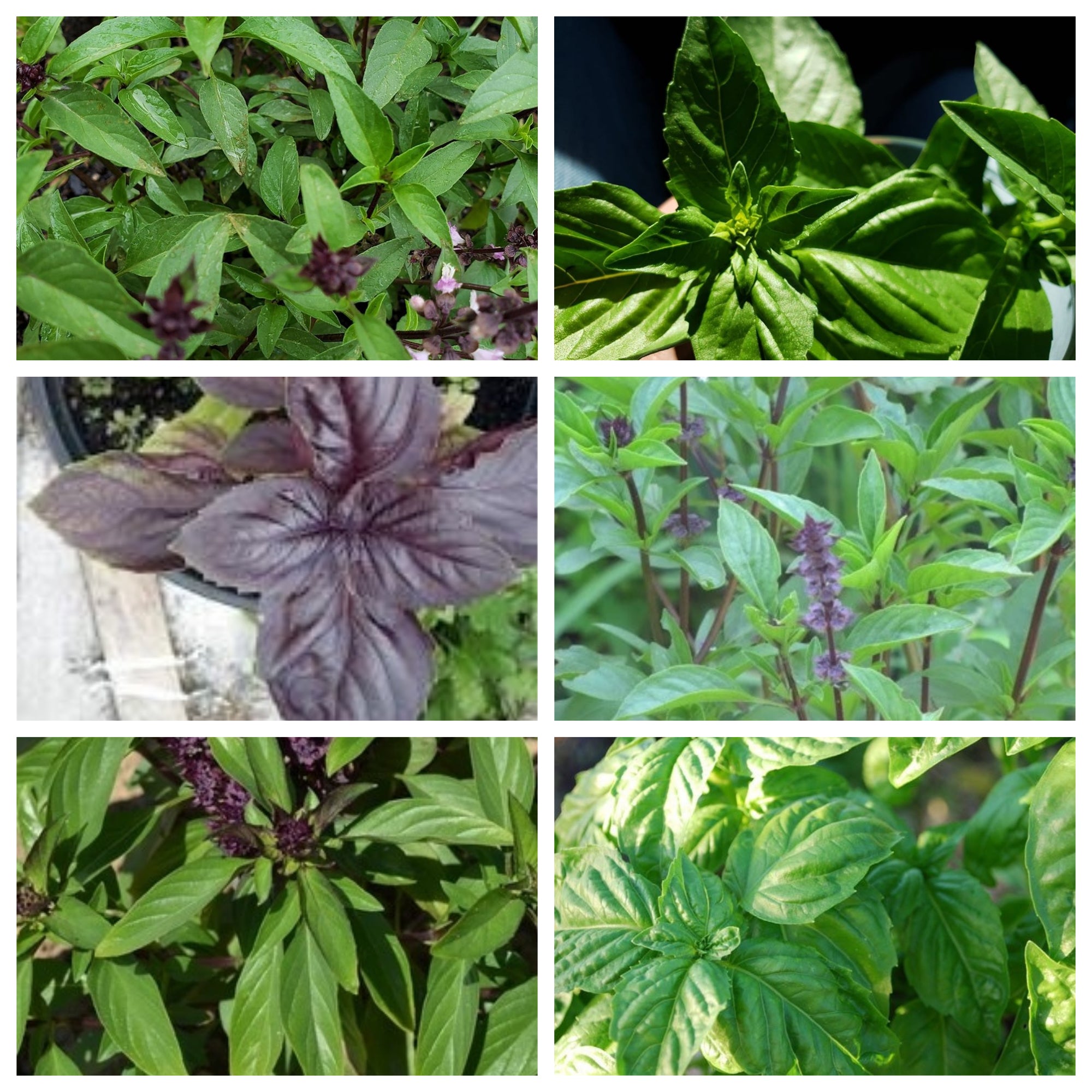 Herbs – Tagged "basil" – Mary's Heirloom Seeds