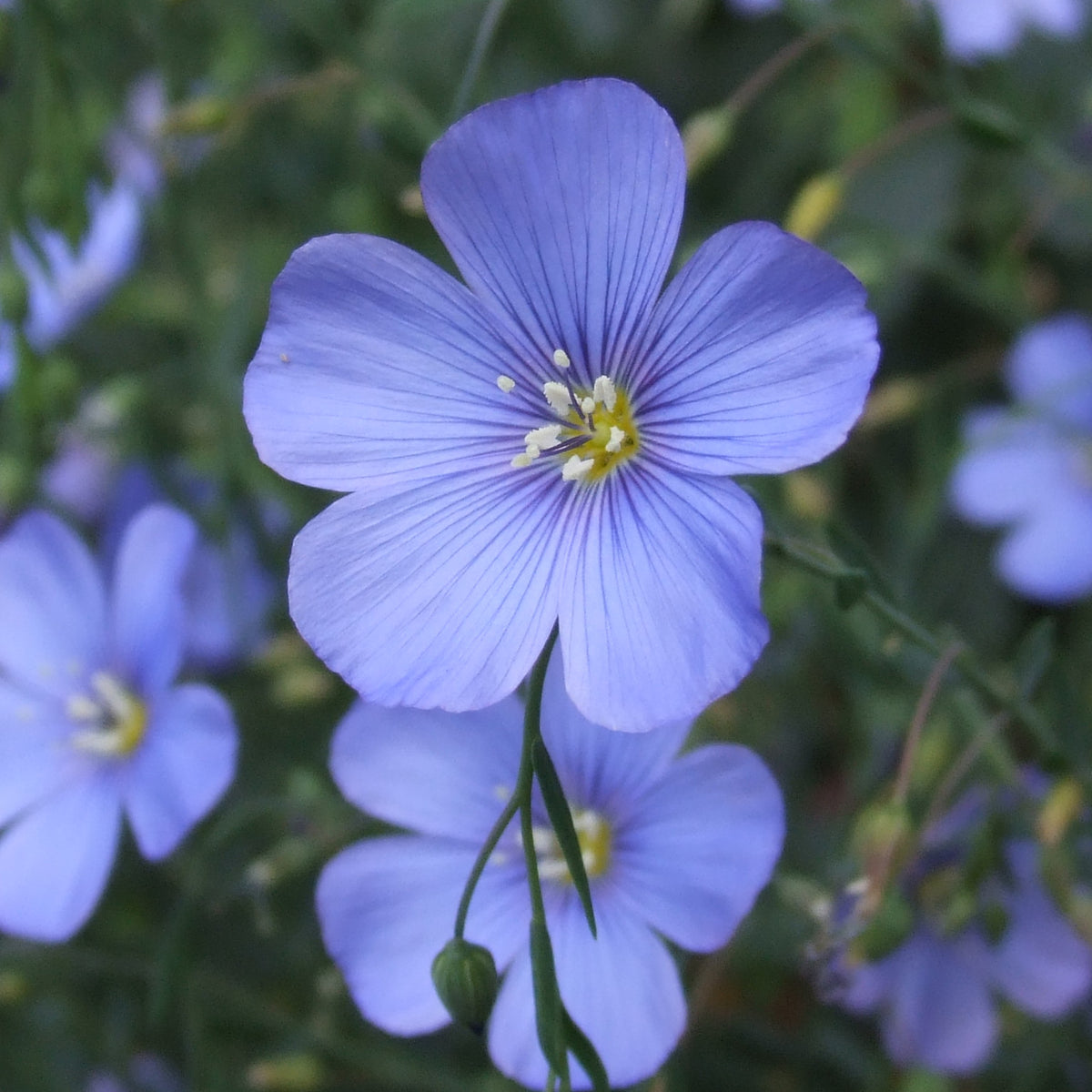 Blue Flax – Mary's Heirloom Seeds