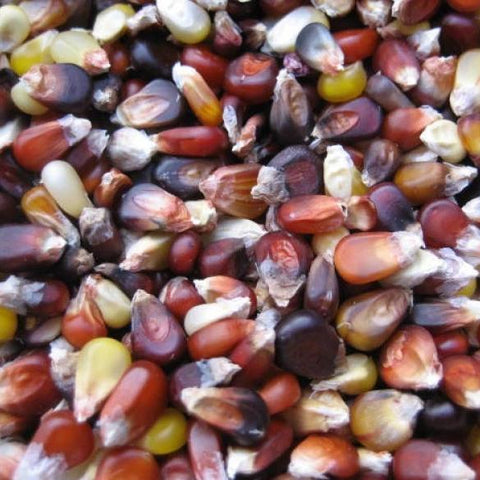 Heirloom Corn – Mary's Heirloom Seeds
