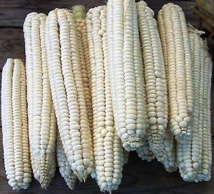 white corn seeds