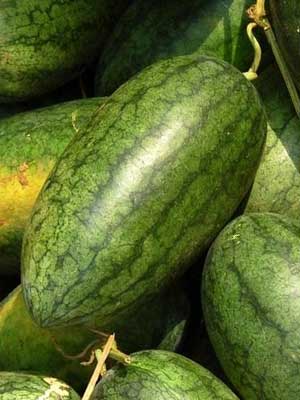 Congo Watermelon – Mary's Heirloom Seeds