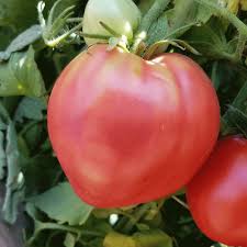 Heirloom Tomatoes – Page 2 – Mary's Heirloom Seeds