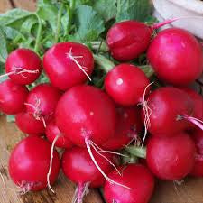 German Giant Radish – Mary's Heirloom Seeds