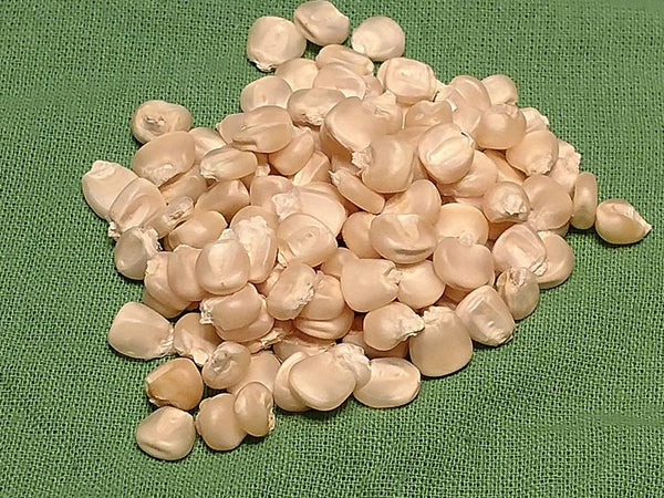 Hickory Cane Dent Corn – Mary's Heirloom Seeds