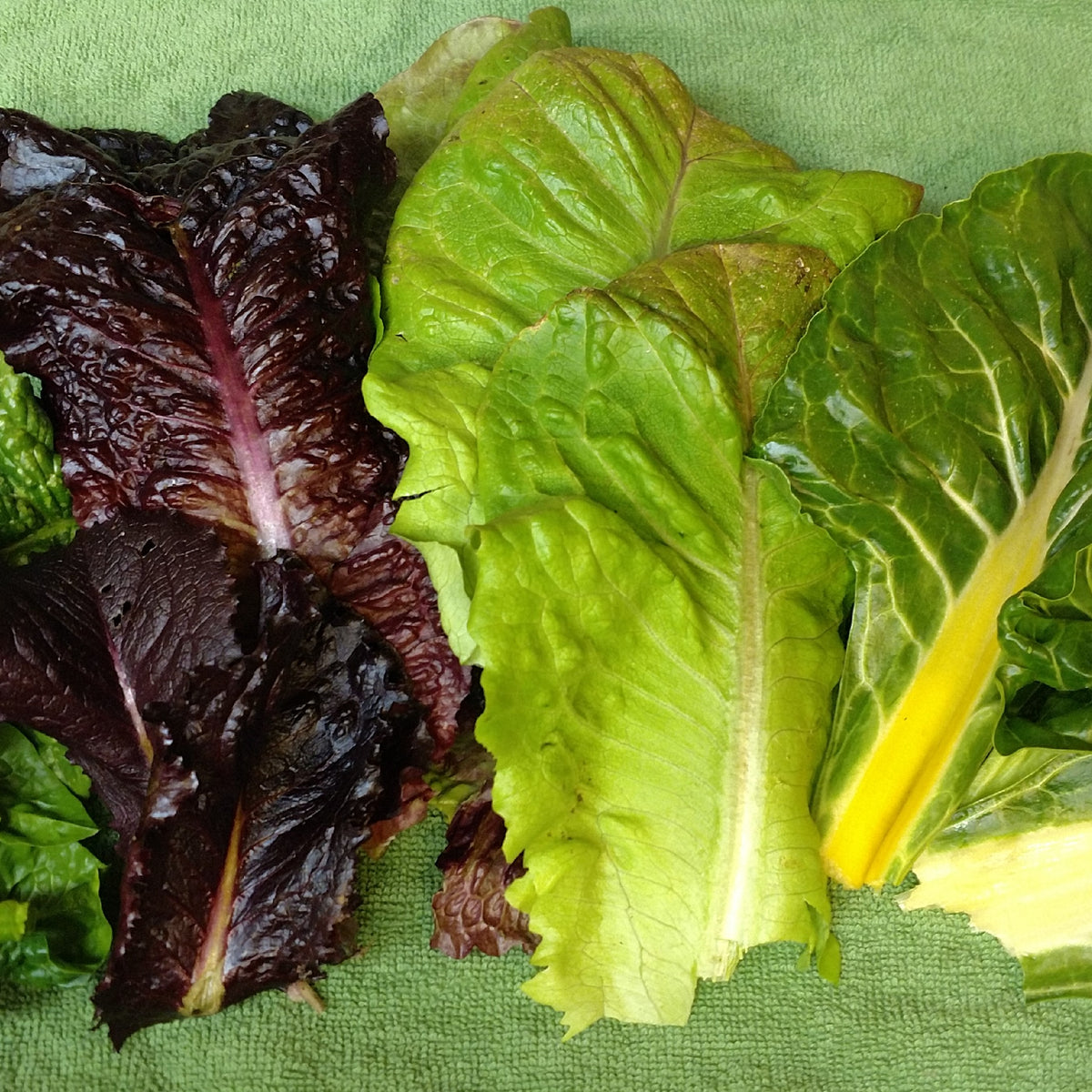 Easy Greens 4-Pack – Mary's Heirloom Seeds