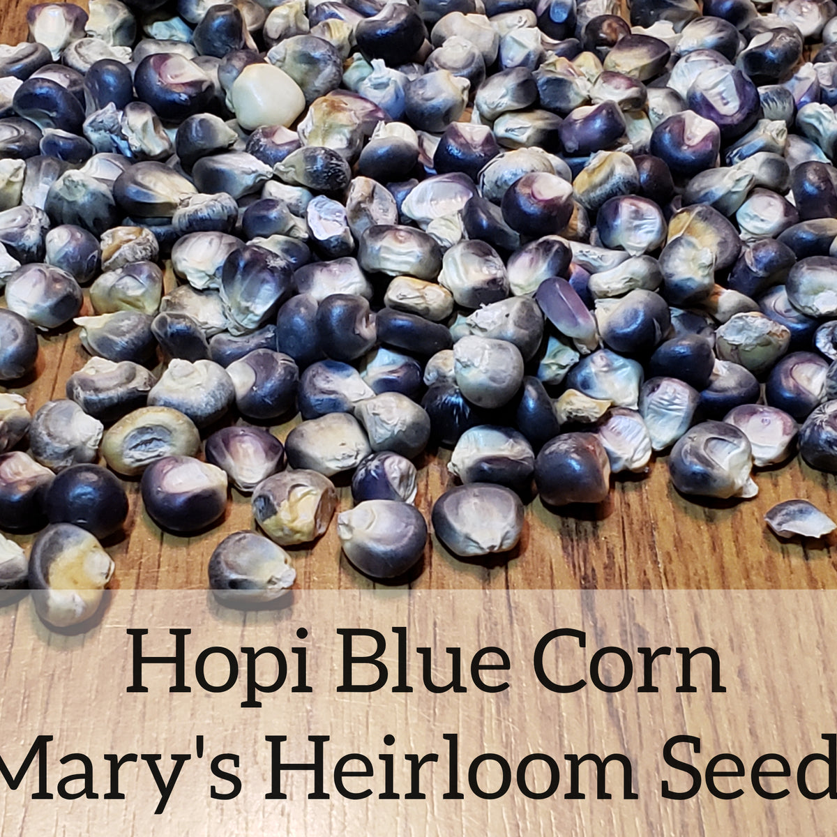 Hopi Blue Corn – Mary's Heirloom Seeds
