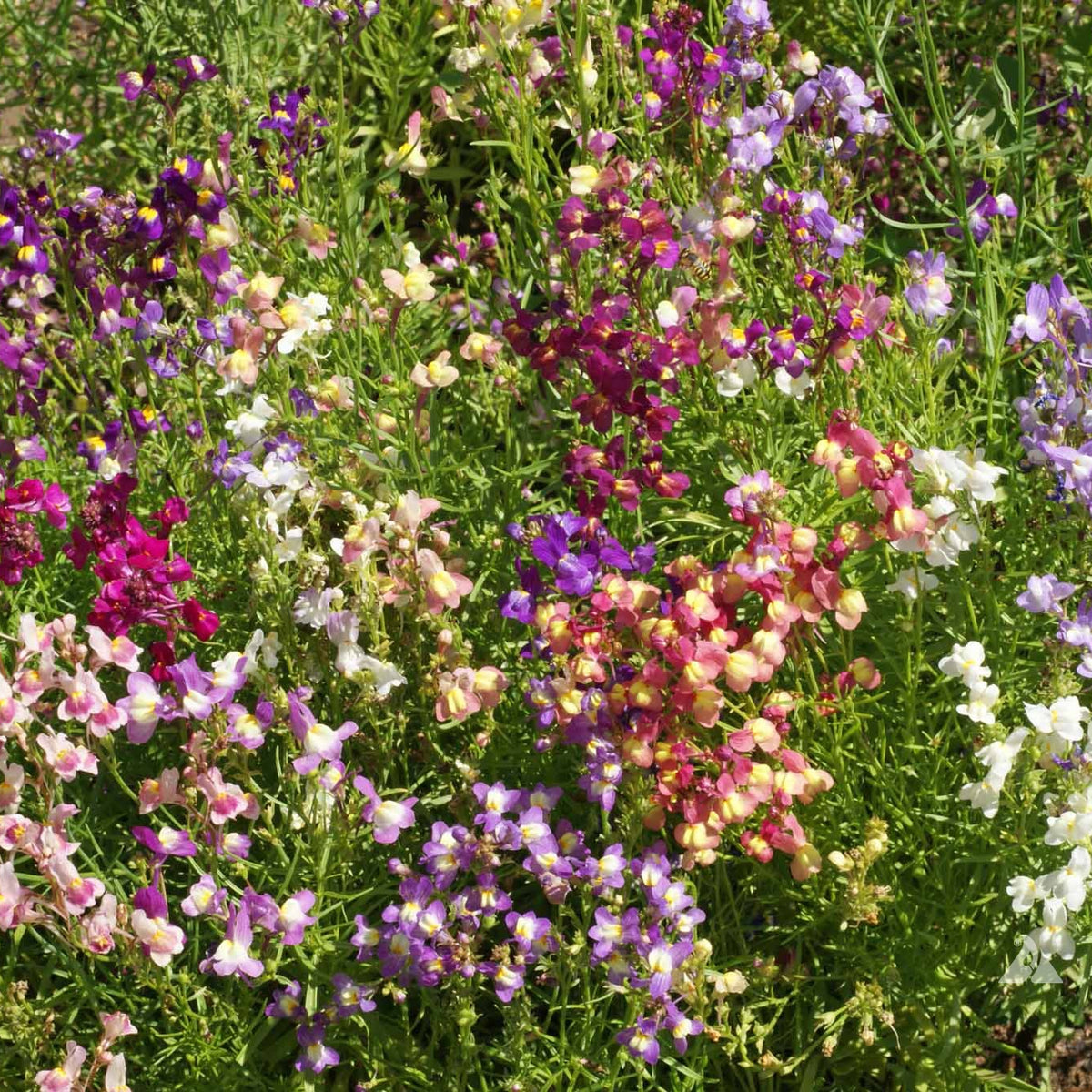 Snapdragon, Spurred – Mary's Heirloom Seeds