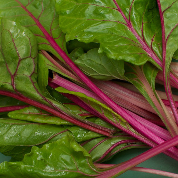 Flamingo Pink Swiss Chard – Mary's Heirloom Seeds