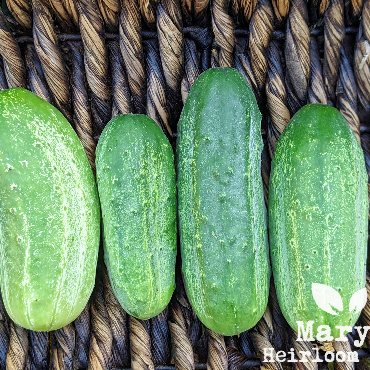 Boston Pickling Cucumber – Mary's Heirloom Seeds