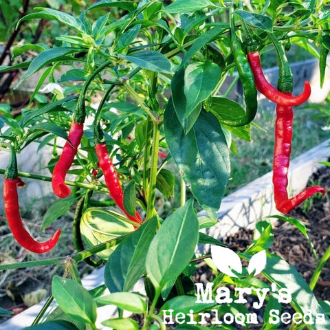 Heirloom Peppers – Mary's Heirloom Seeds