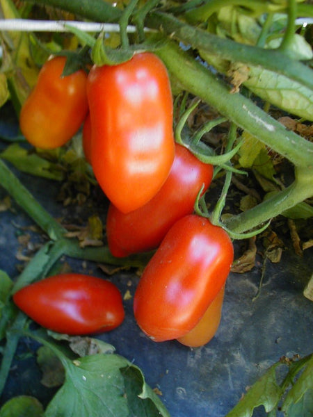 San Marzano Paste Tomato – Mary's Heirloom Seeds