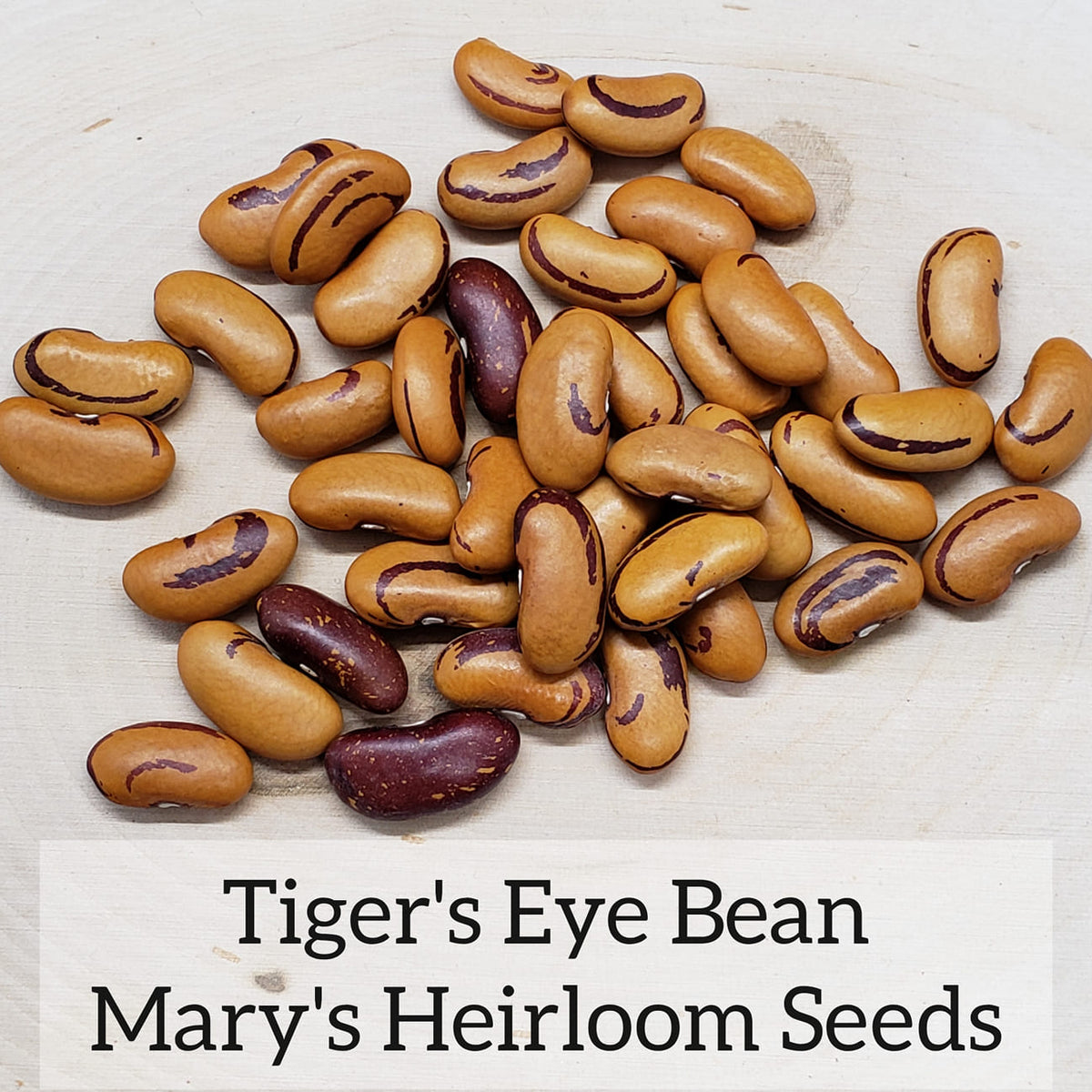 Tiger's Eye Bean – Mary's Heirloom Seeds