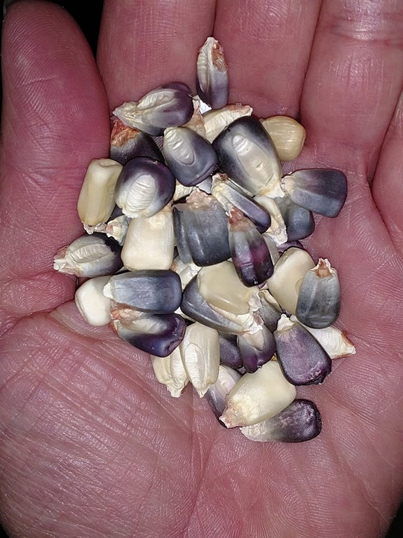 Heirloom Corn – Mary's Heirloom Seeds