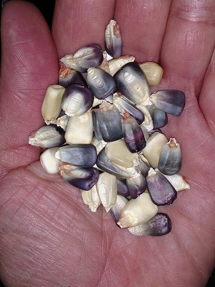Heirloom Corn – Mary's Heirloom Seeds