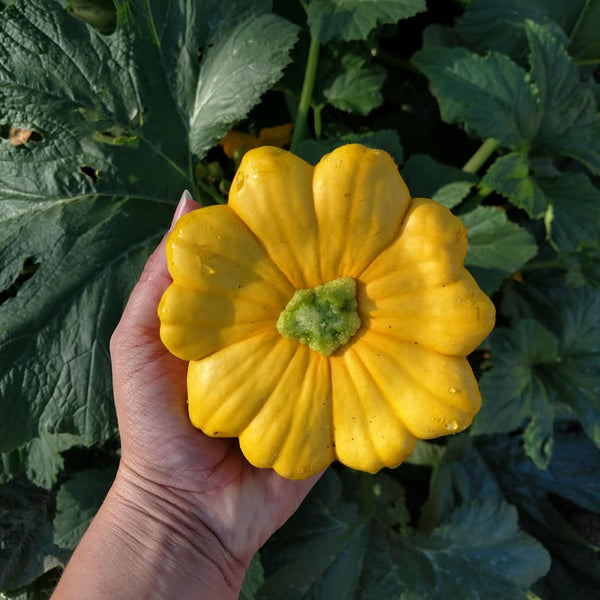 Yellow Scallop Squash – Mary's Heirloom Seeds