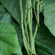 Fortex Pole Bean – Mary's Heirloom Seeds