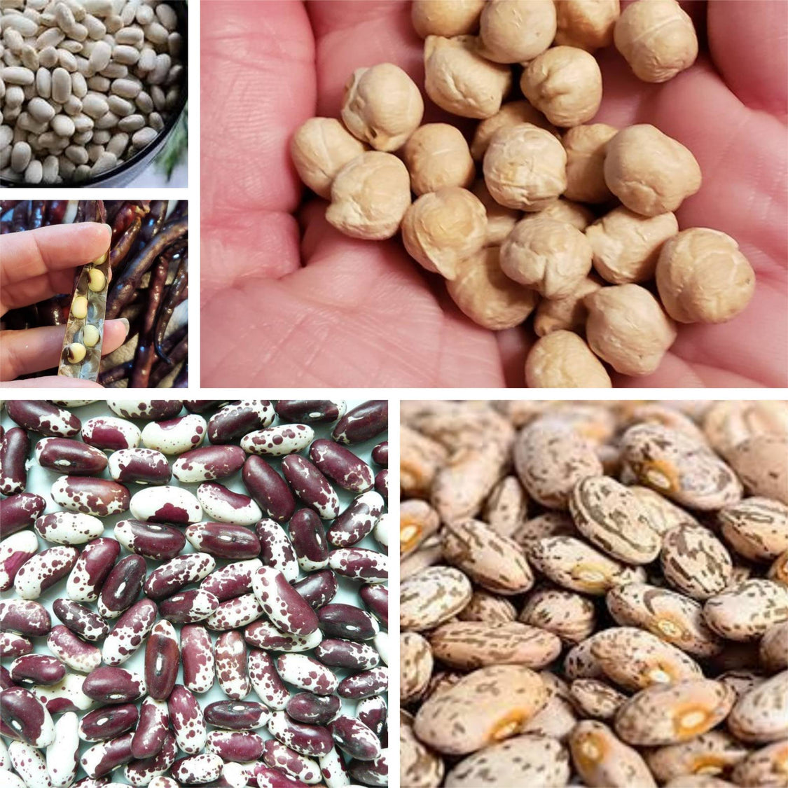 Seed Pack Combos – Mary's Heirloom Seeds