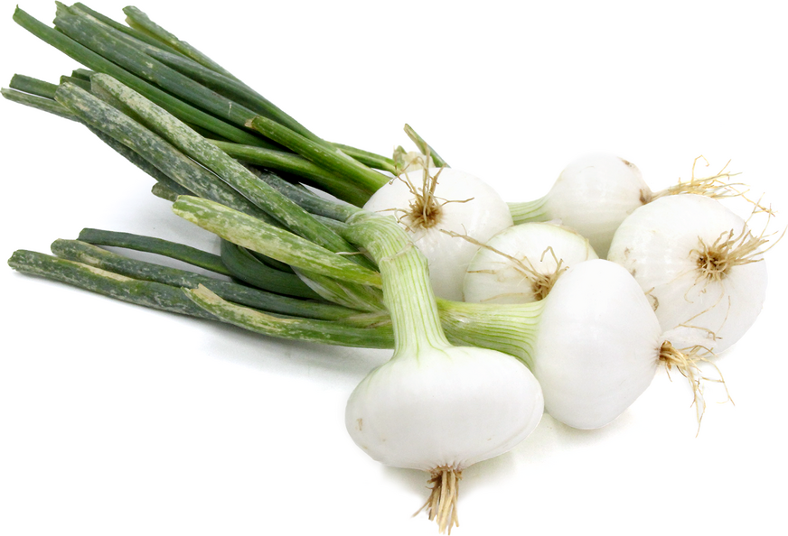 Heirloom Onions – Mary's Heirloom Seeds