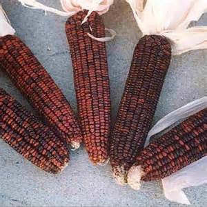Heirloom Corn – Mary's Heirloom Seeds