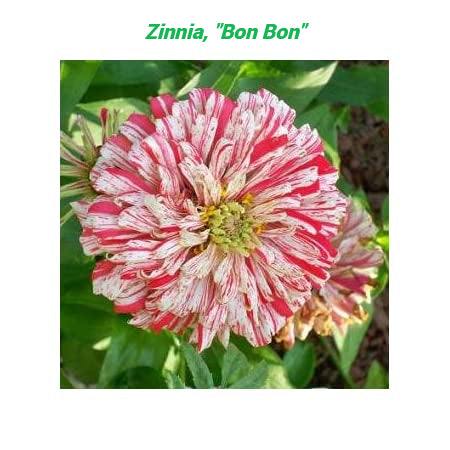 Zinnia, Bon Bon – Mary's Heirloom Seeds