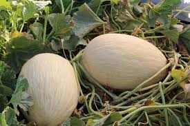 Branco Do Ribatejo Melon – Mary's Heirloom Seeds