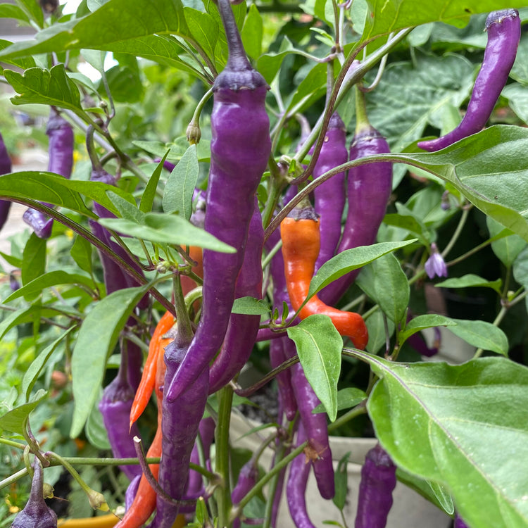 Heirloom Peppers – Mary's Heirloom Seeds