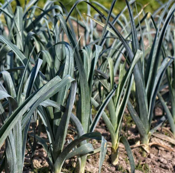 Carentan Leek – Mary's Heirloom Seeds