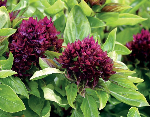 Cardinal Basil – Mary's Heirloom Seeds