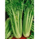 Giant Golden Pascal Celery – Mary's Heirloom Seeds