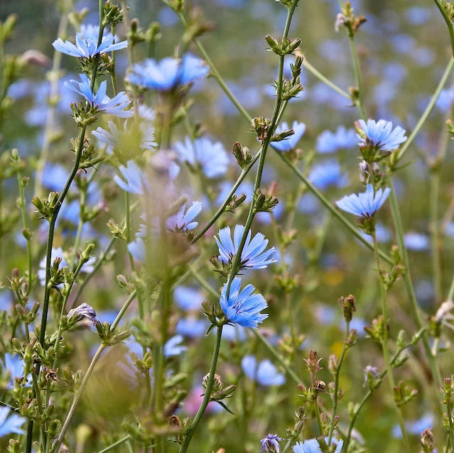 chicory seeds