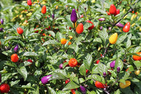 Chinese 5 Color Pepper – Mary's Heirloom Seeds