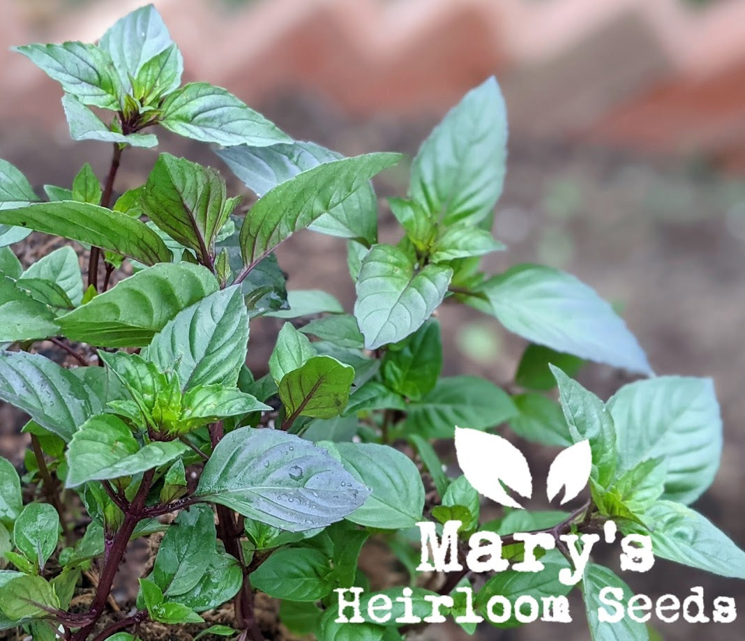 A Few of Our favorites – Mary's Heirloom Seeds