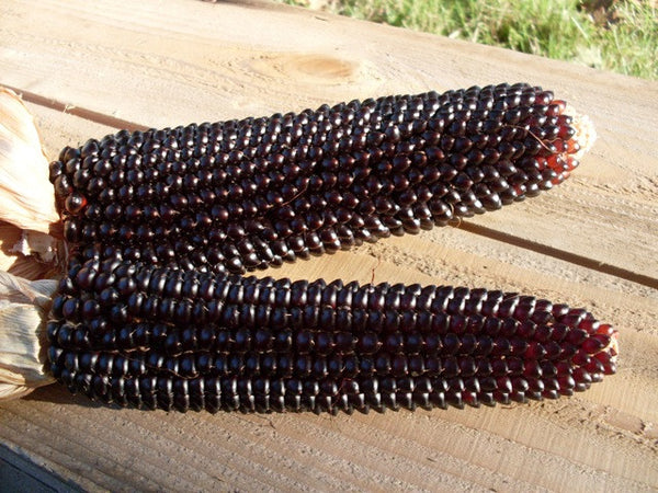 Dakota Black PopCorn – Mary's Heirloom Seeds