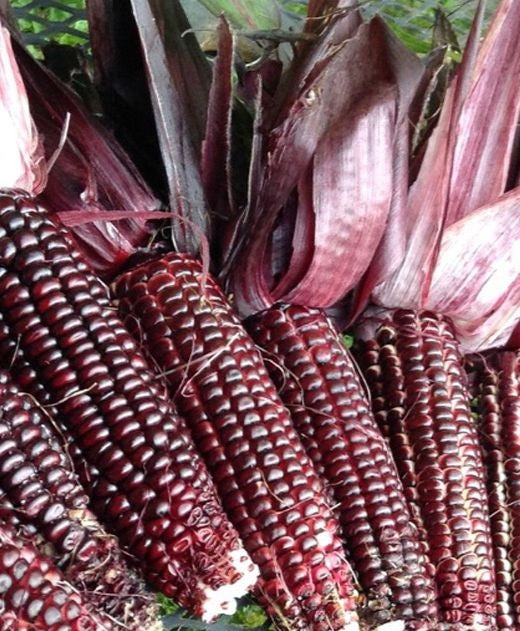 Double Red Sweet Corn – Mary's Heirloom Seeds