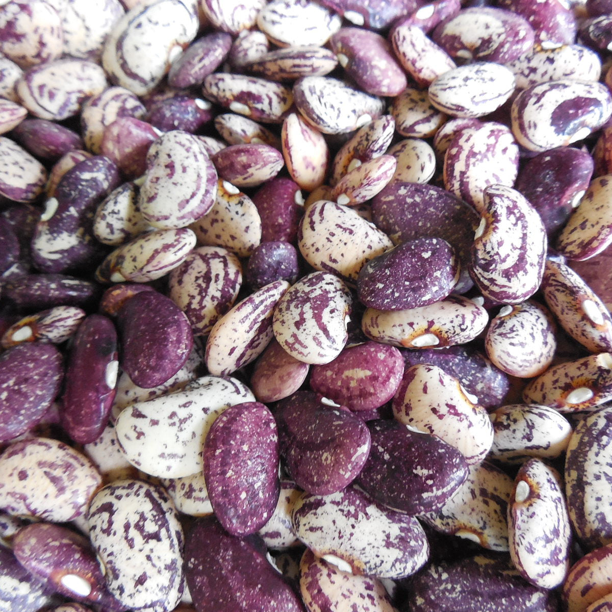Jackson Wonder Lima Bean – Mary's Heirloom Seeds