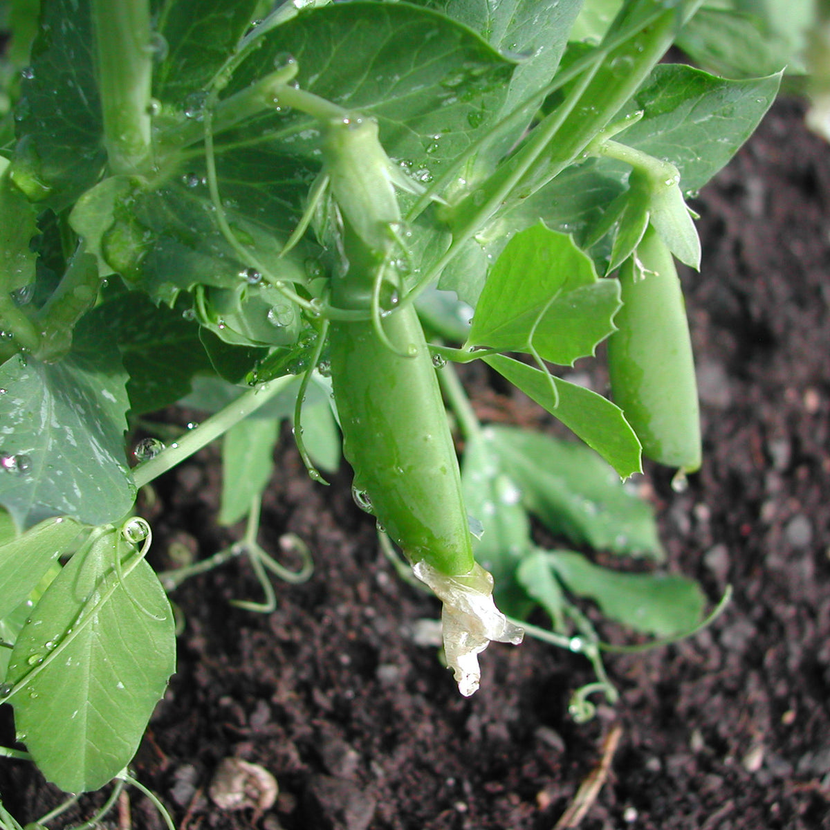 Sugar Ann Snap Pea – Mary's Heirloom Seeds